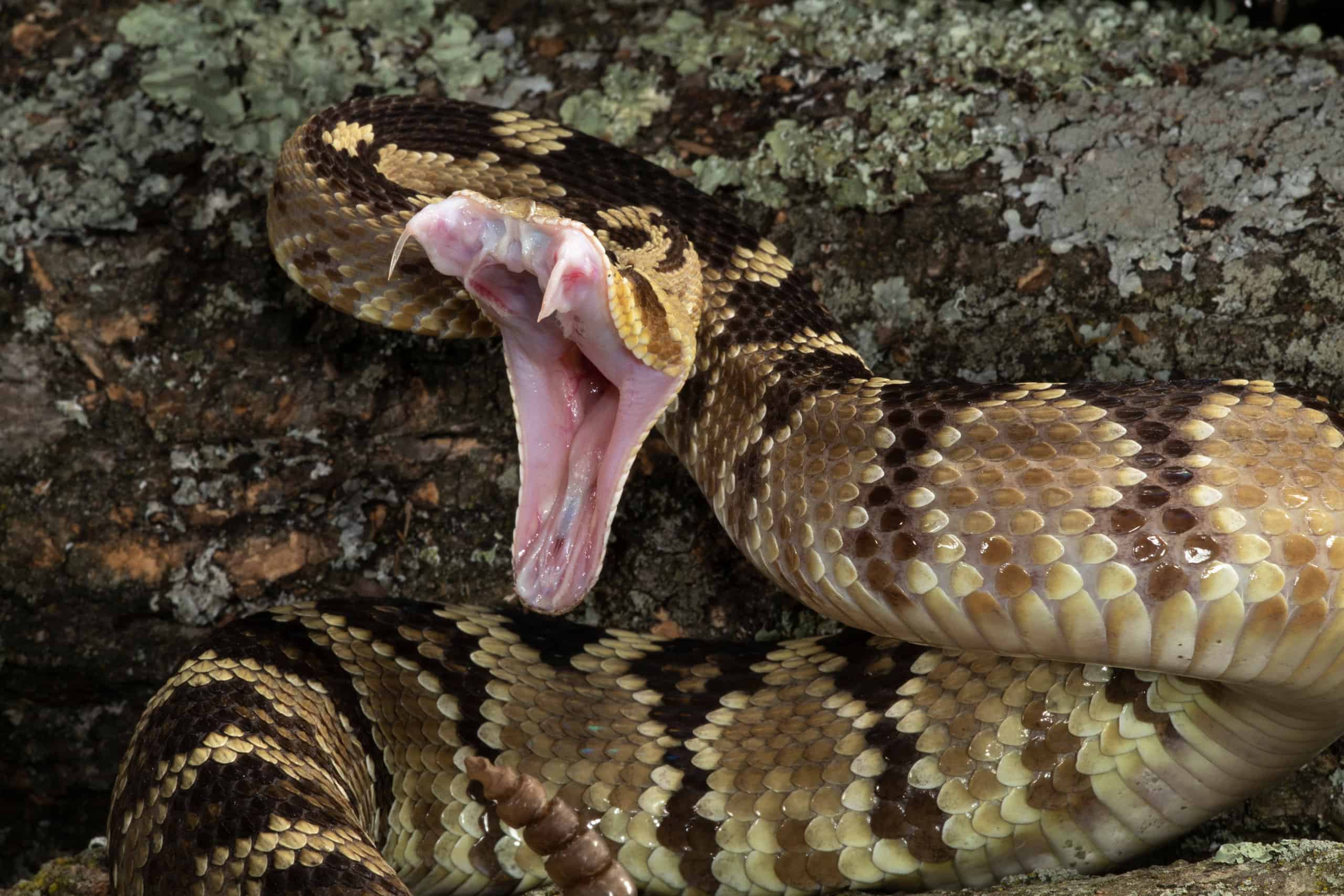 12 animals the Bible uses to represent evil