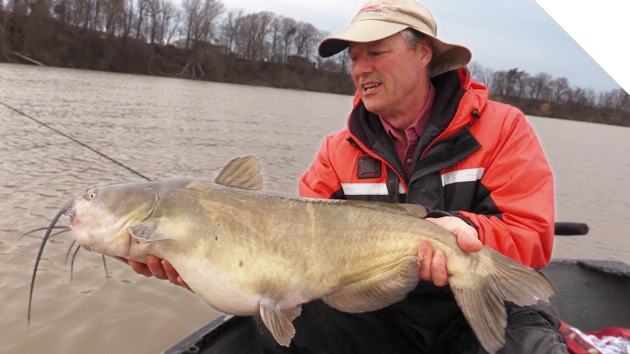 Catching big channel catfish using chicken liver