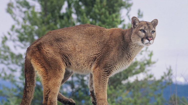 Mountain lions in Colorado: What to know after the fatal attack in ...