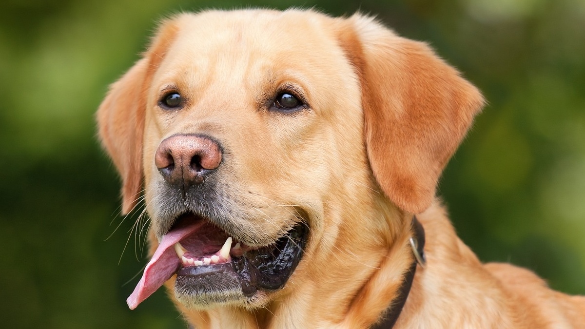 9 diseases that most frequently affect dogs