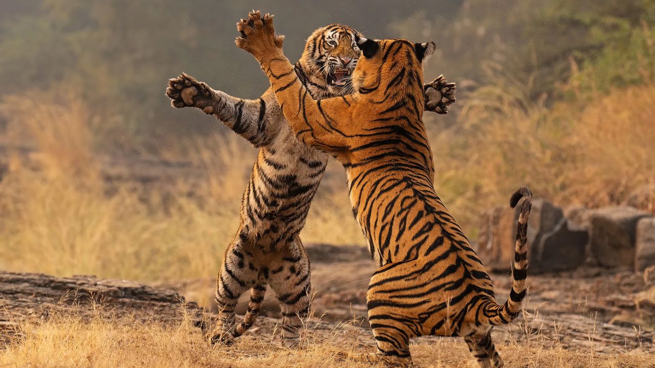 These young tigers exploded into a split-second fight – and this award ...