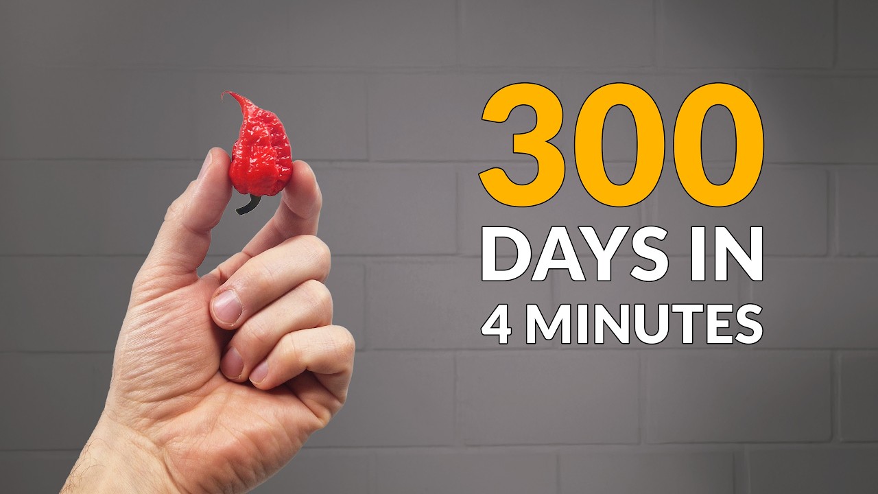 From Chili to Bonsai: 300 Days in 4 Minutes
