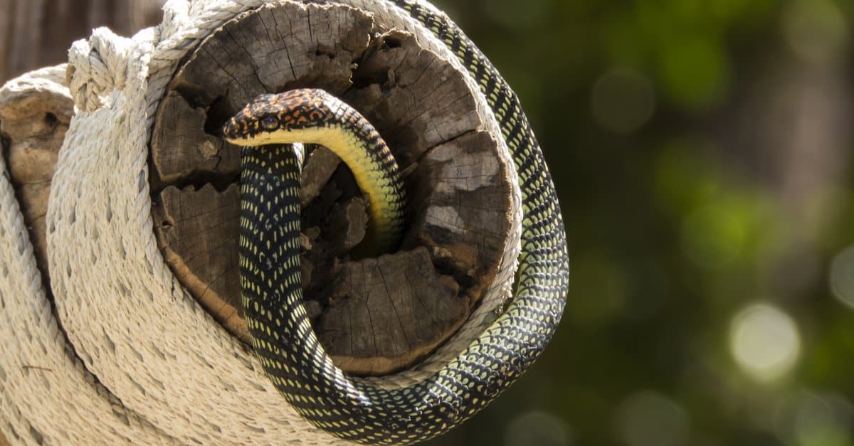 9 snakes with the strangest nose shapes in the animal kingdom