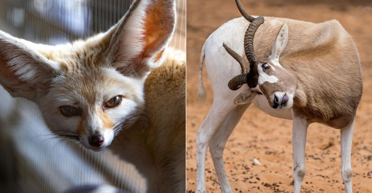 11 Desert Animals With Survival Skills That Seem Impossible