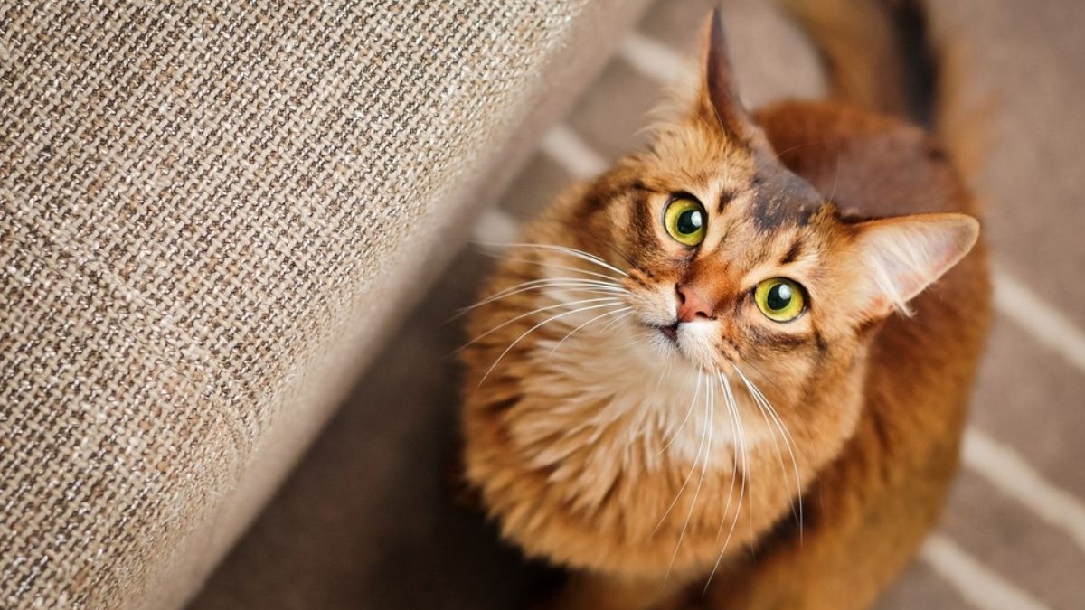 The 10 long-haired cat breeds with the most impressive manes