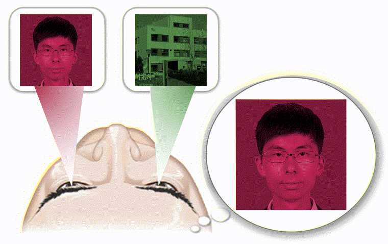 How the brain resolves visual conflict to generate conscious perception
