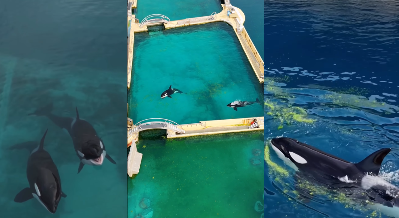 These abandoned orcas in a French marine park are running out of time ...