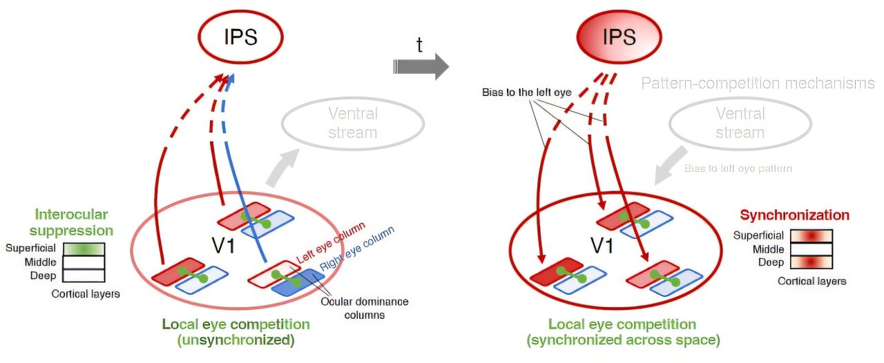 How the brain resolves visual conflict to generate conscious perception