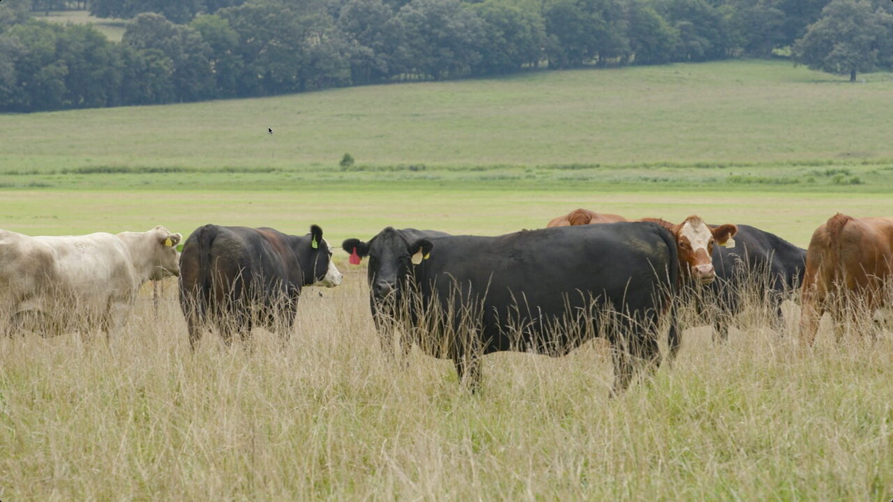 Long-term cattle performance focus of research review, call for ...