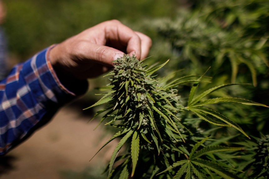 Santa Cruz County supervisors roundup: Cannabis tax, vector control ...