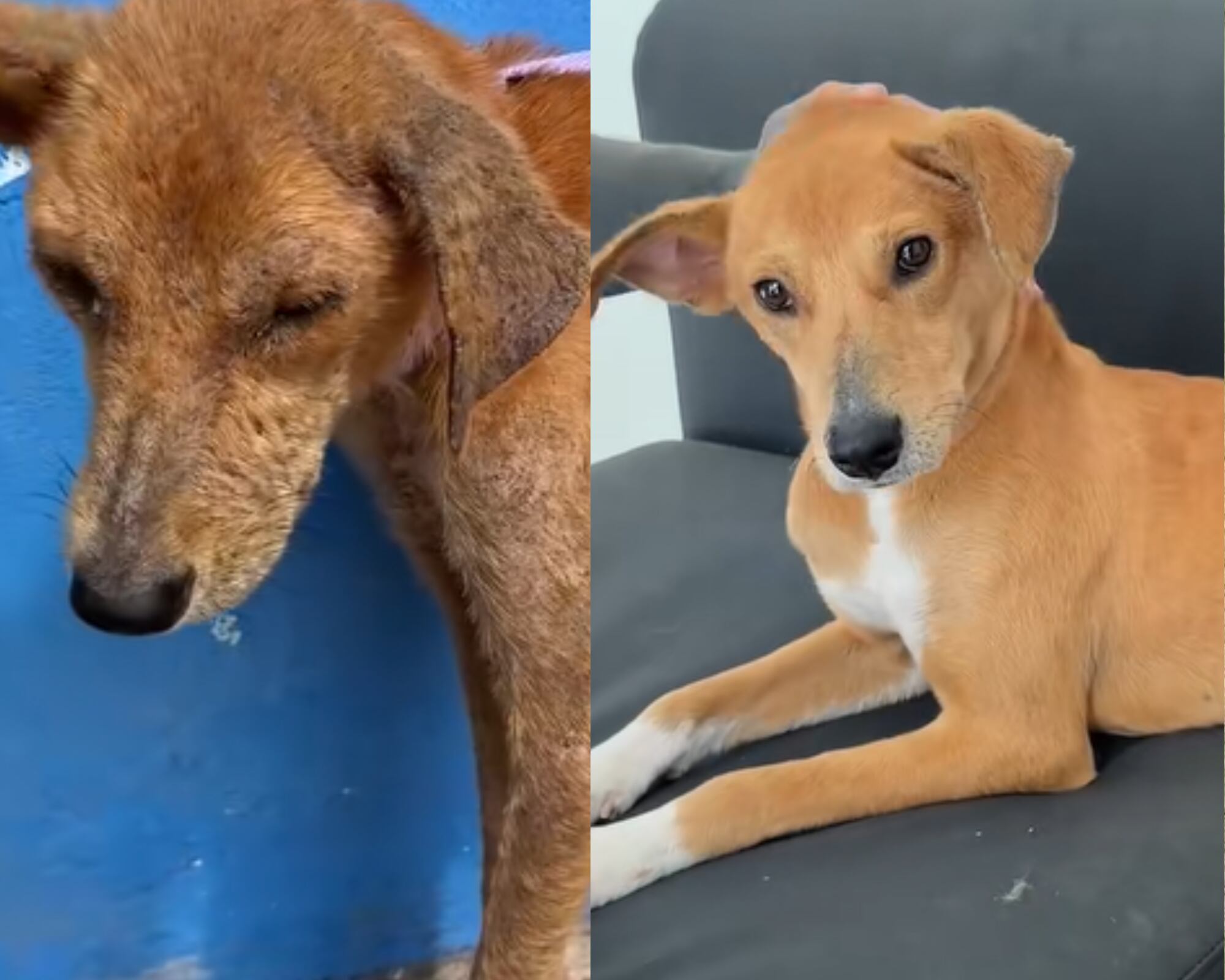 La increíble transformación de Amazonas, el perro callejero adoptado ...