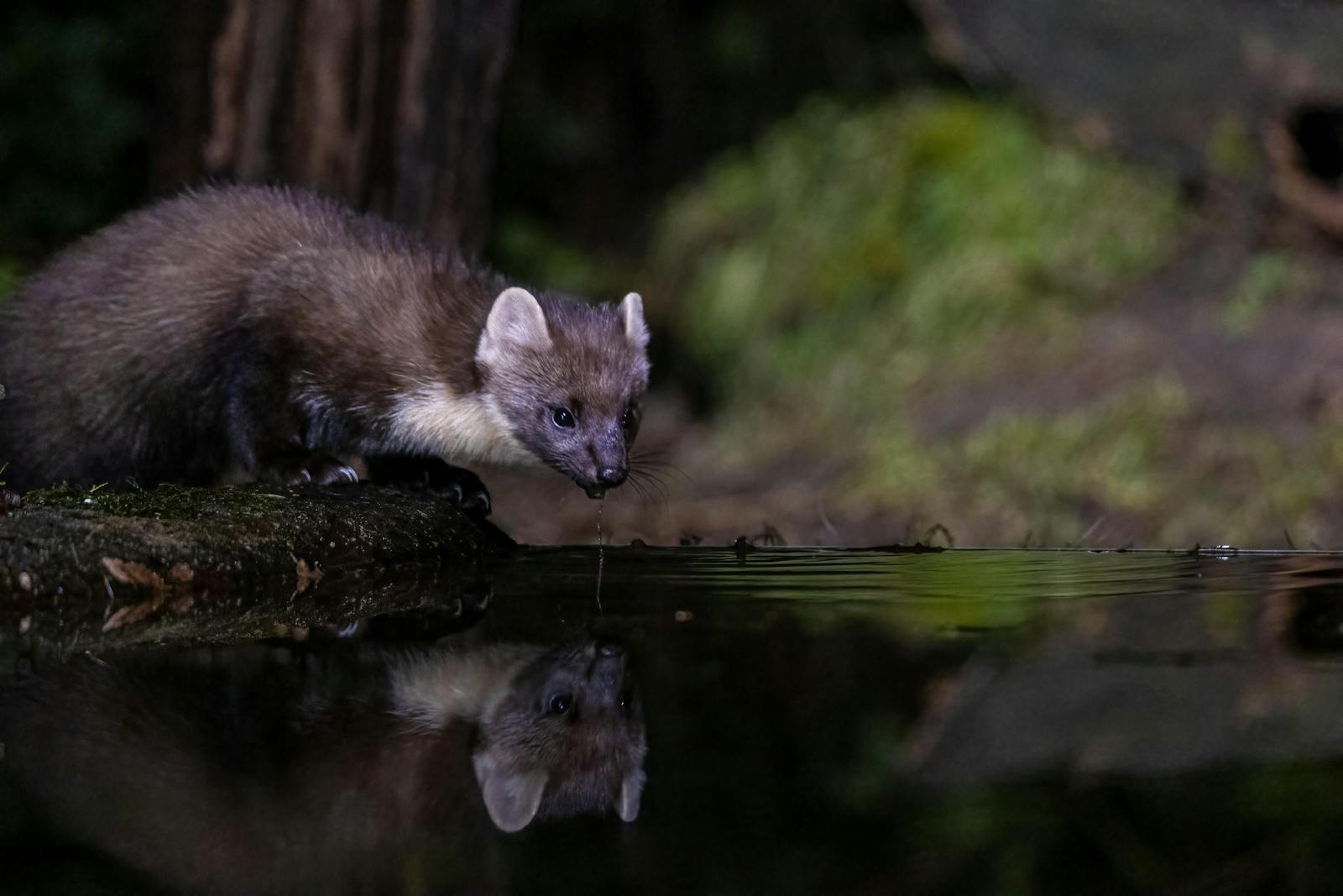 Pine martens explained: facts, habitat and behavior