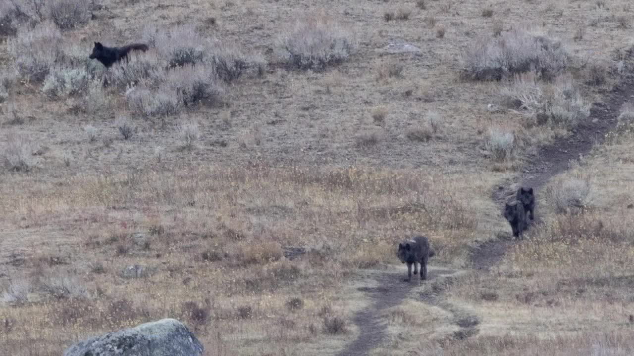 Way too close: Photographer captures viral Yellowstone NP wolf encounter