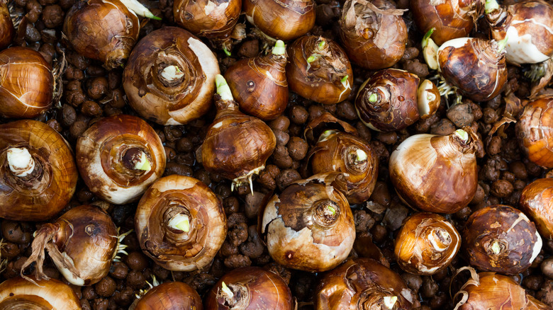 Plant These Paperwhite Bulb Varieties For The Biggest Blooms