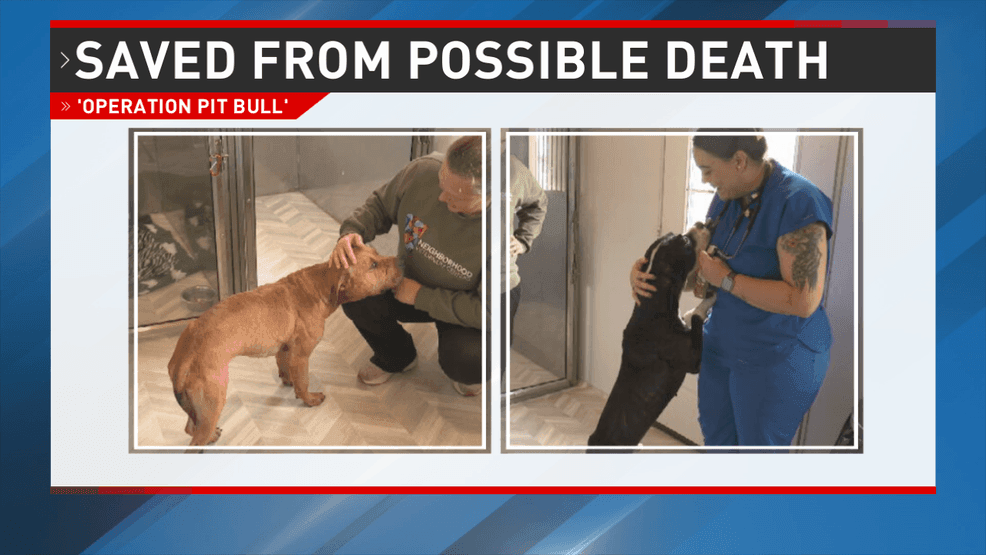 Two pit bulls 'rescued from a nightmare' recovering while dogfighting ...