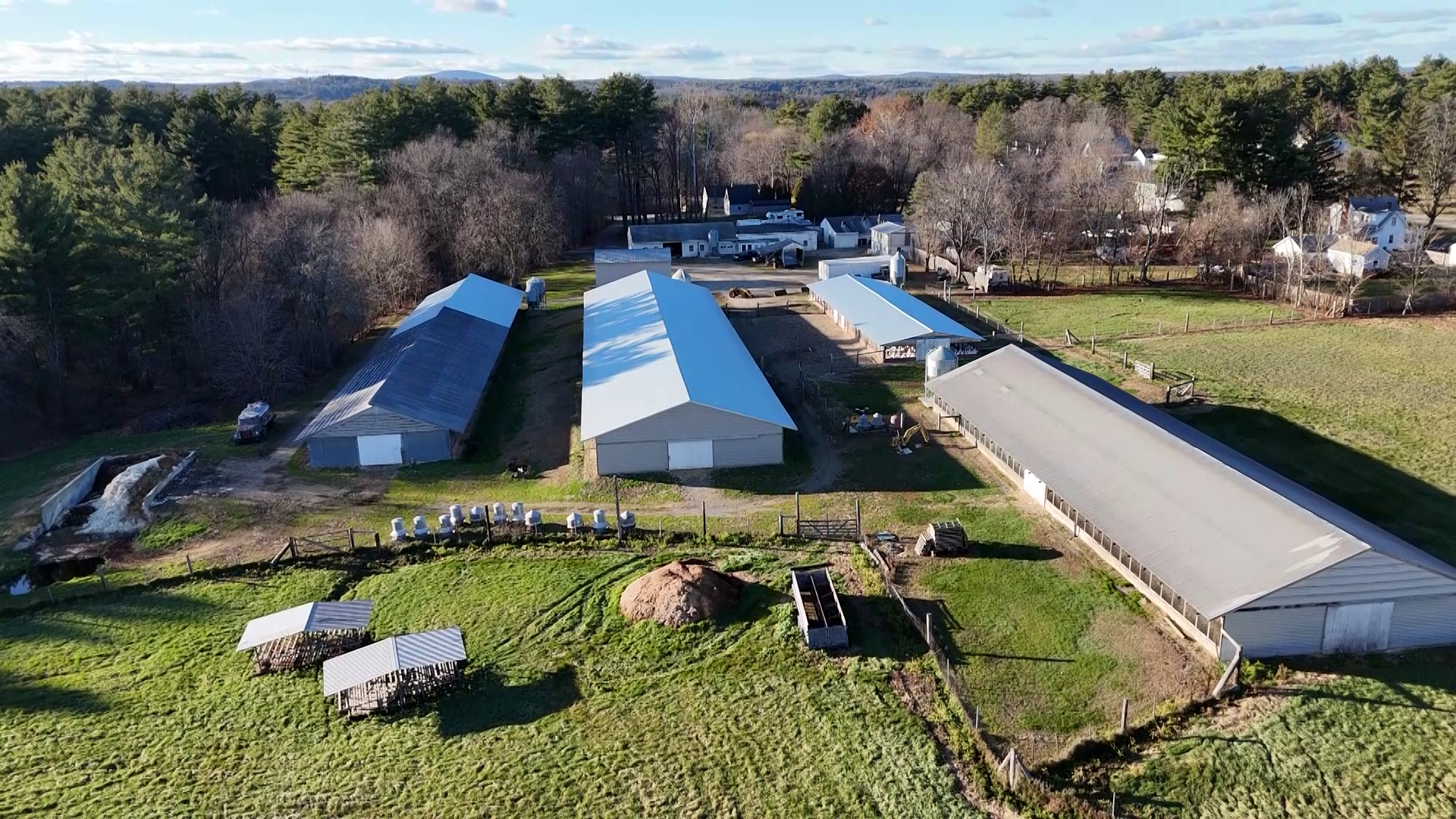 Busy week for Mass. turkey farm ahead of Thanksgiving