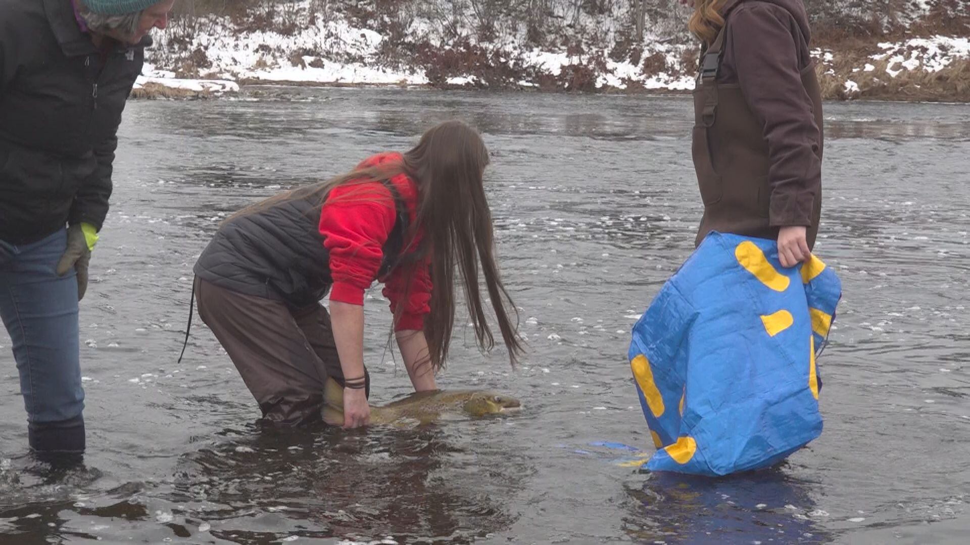 Atlantic Salmon Released into Aroostook Rivers