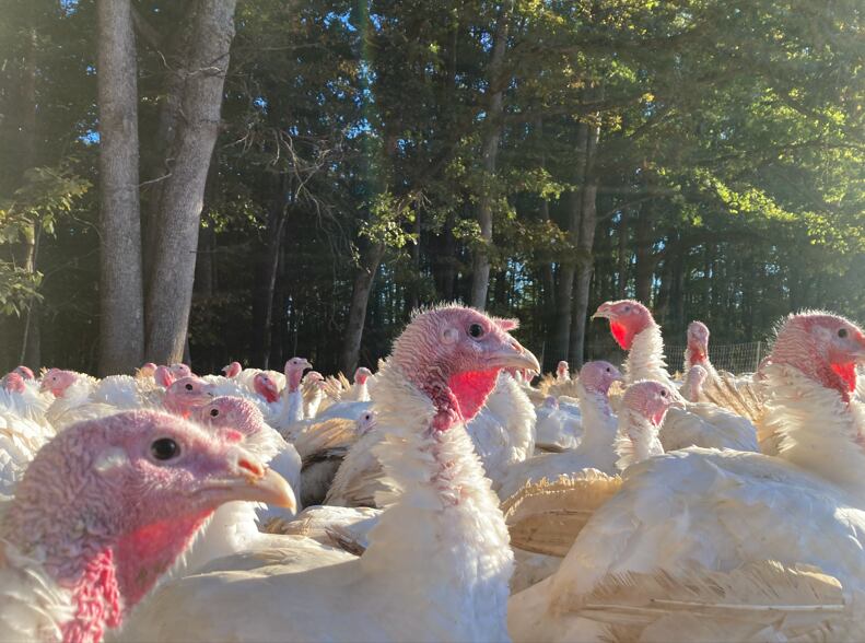 Limestone Co. farmer offering farm fresh turkeys for Thanksgiving amid ...