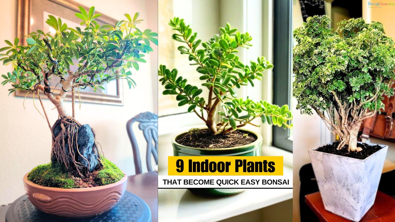 Create stunning bonsai with indoor plants you already have
