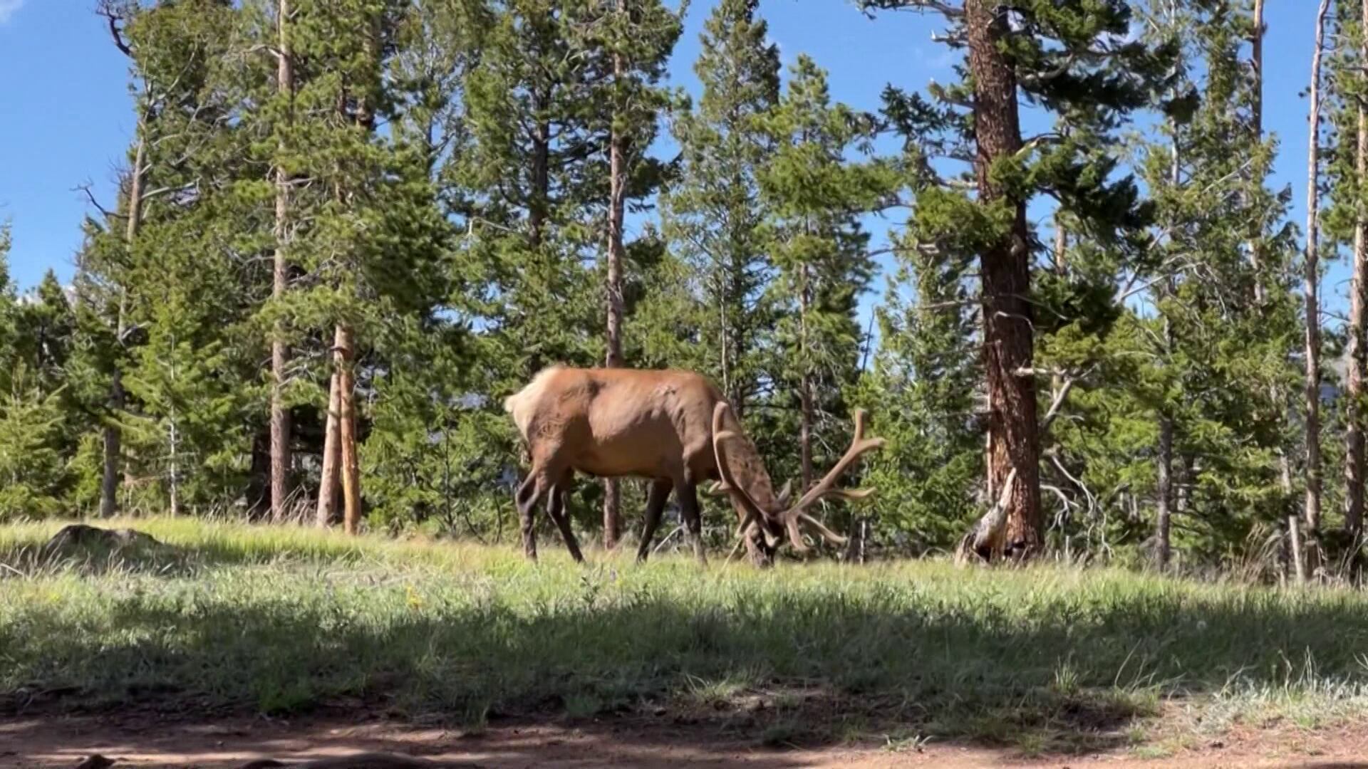 BLM winter closures protect big game animals