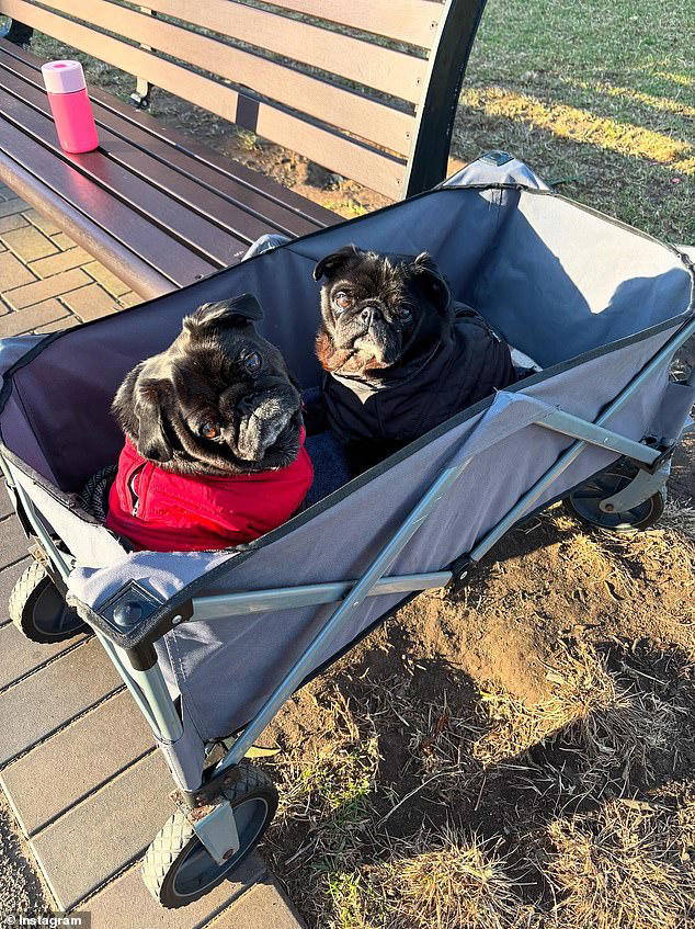 Urgent plea after dogs snatched from woman's garden as 'dog-napper ...