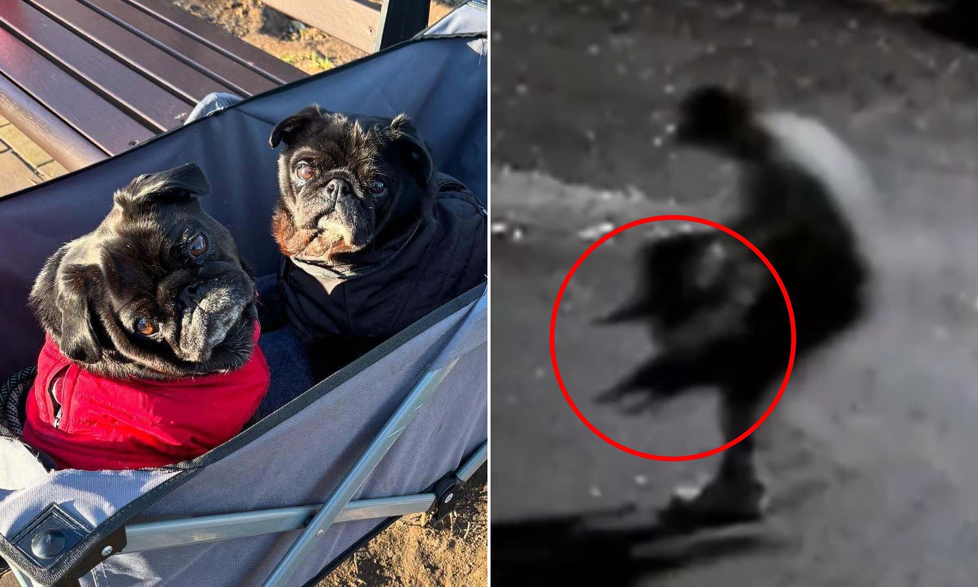 Urgent plea after dogs snatched from woman's garden as 'dog-napper ...