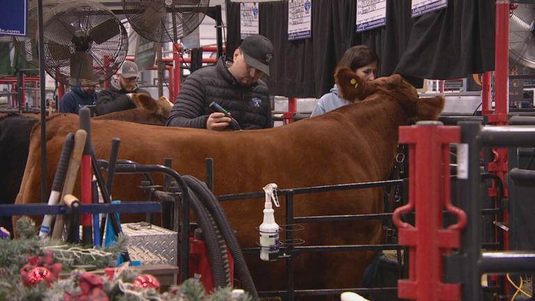 Agribition returns for 54th year with burning of brand