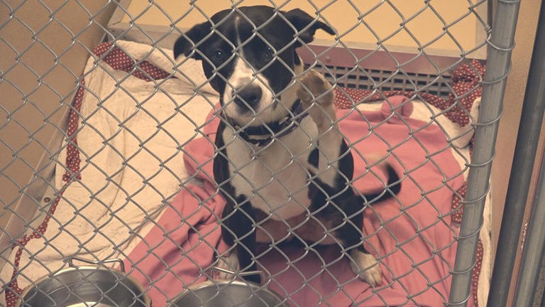 Sioux Falls Humane Society reopens dog adoptions after virus outbreak