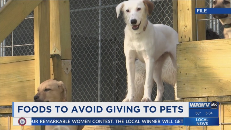 Local veterinarian gives tips on food pets should avoid on Thanksgiving