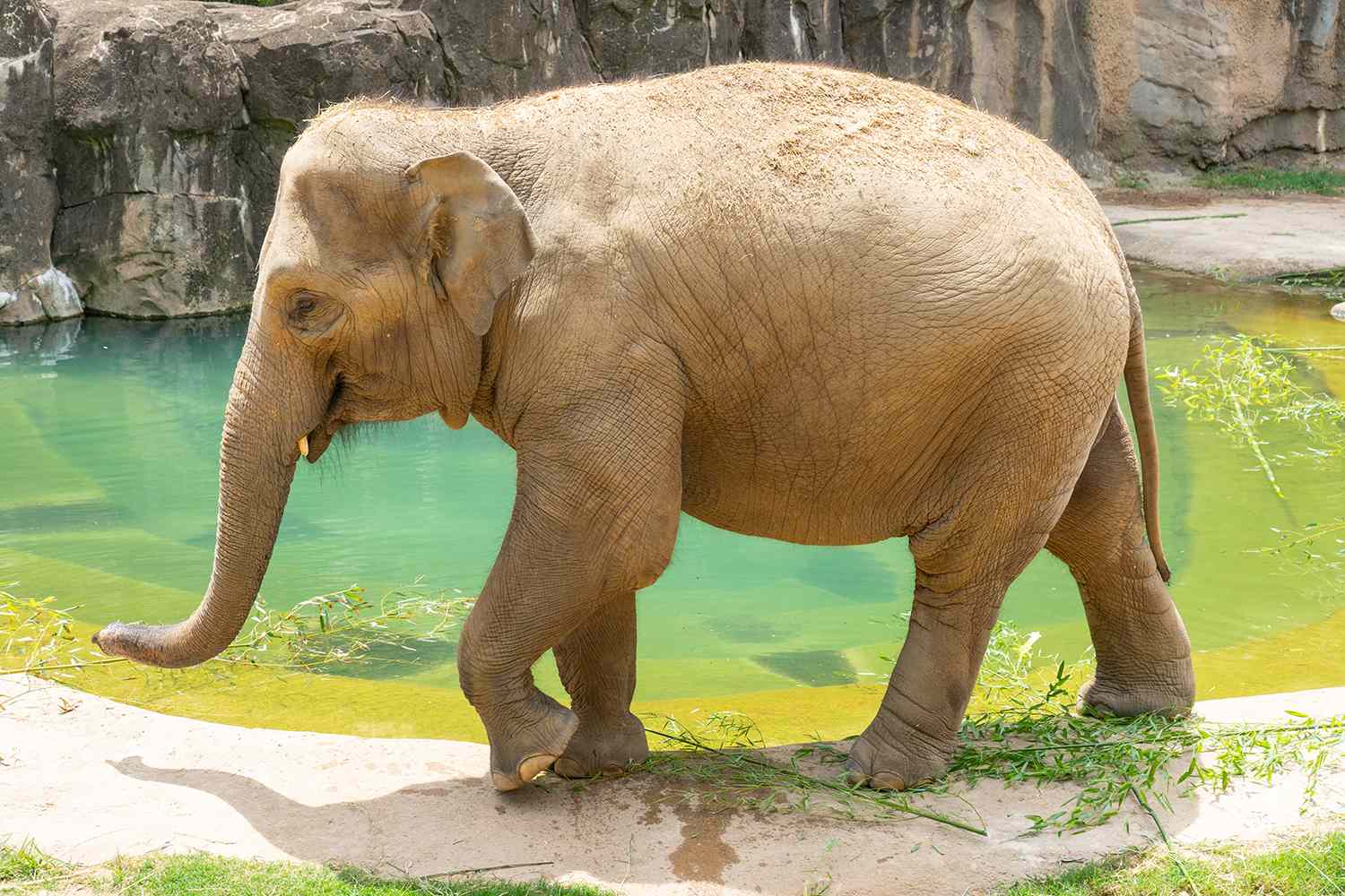 National Zoo Announces First Elephant Pregnancy in Nearly 25 Years, Is ...