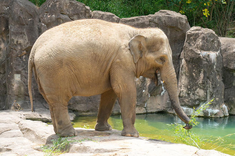 National Zoo Announces First Elephant Pregnancy in Nearly 25 Years, Is ...