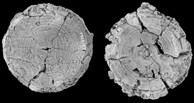Giant 115-Million-Year-Old Shark Fossil Found in Australia Rewrites ...