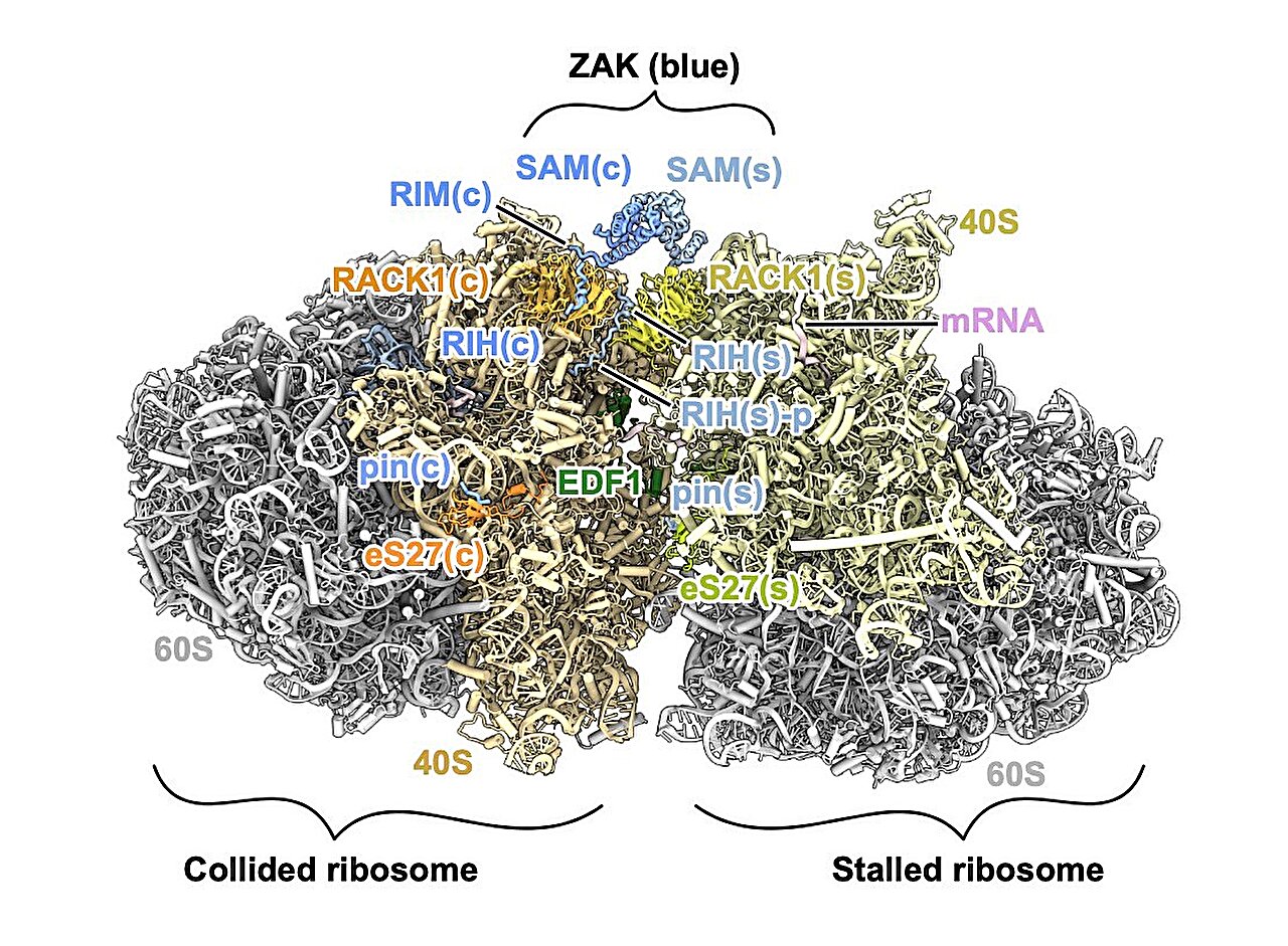 Scientists map 3D structure of ZAK protein involved in cellular stress ...
