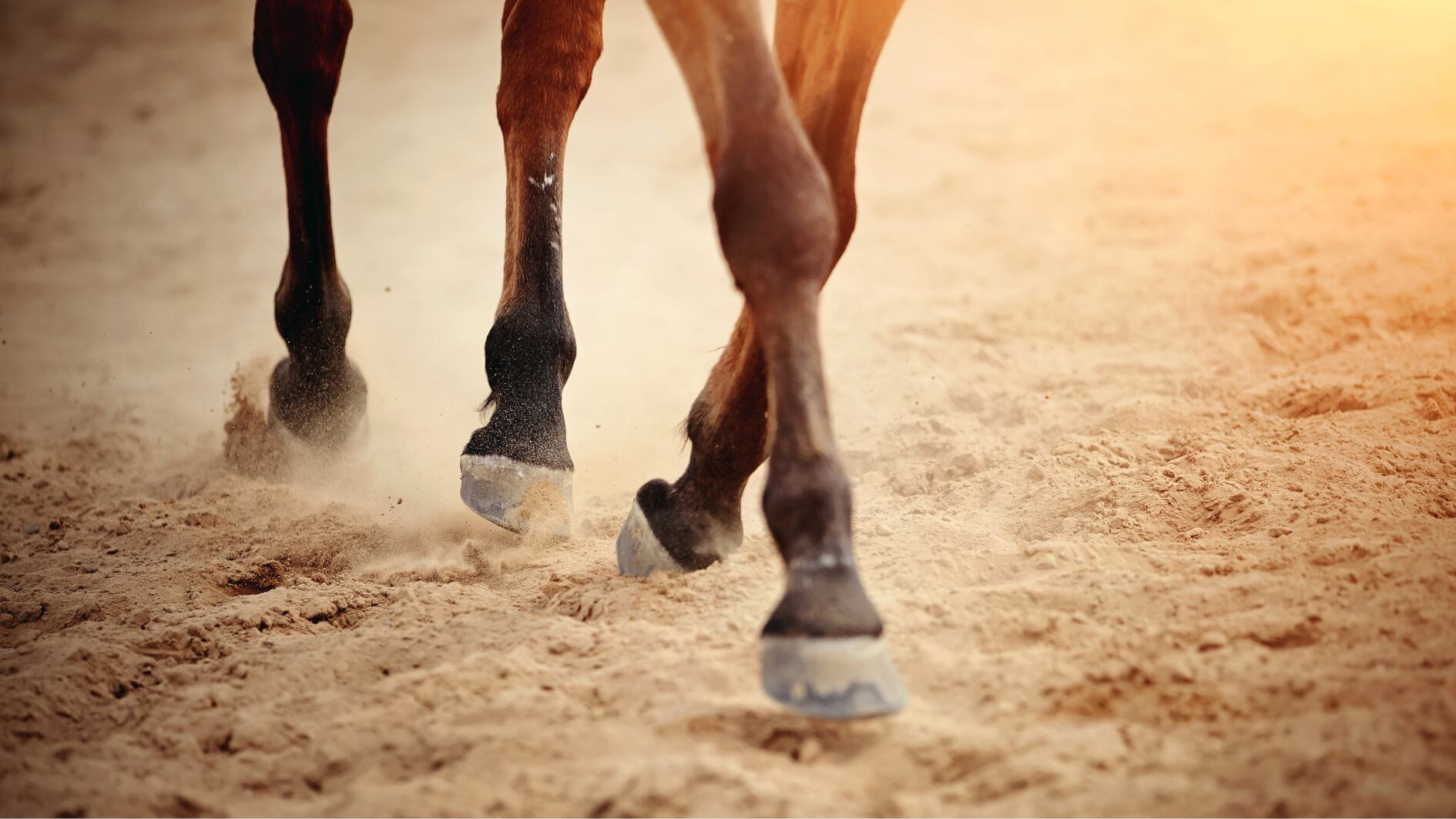 Equine Herpesvirus outbreak reported in Oklahoma & Texas