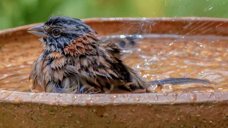 Turn An Old Thrifted Or Junkyard Sink Into A Beautiful Feature For Birds