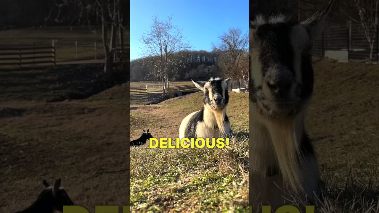 I tried goat milk and here’s what happened 🤯