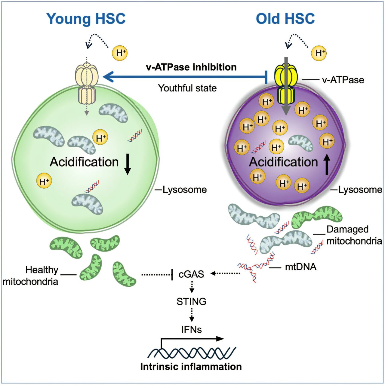 Scientists reverse aging in blood stem cells by targeting lysosomal ...