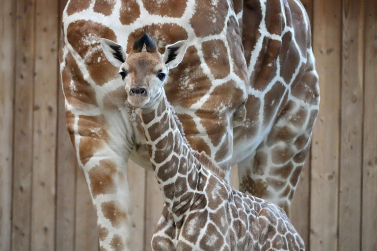 Baby giraffe born at Detroit Zoo, takes her first wobbly steps