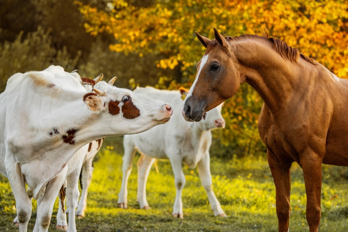 Horse and Cow Rescued Together Are True Soul Mates and People Can't Get ...