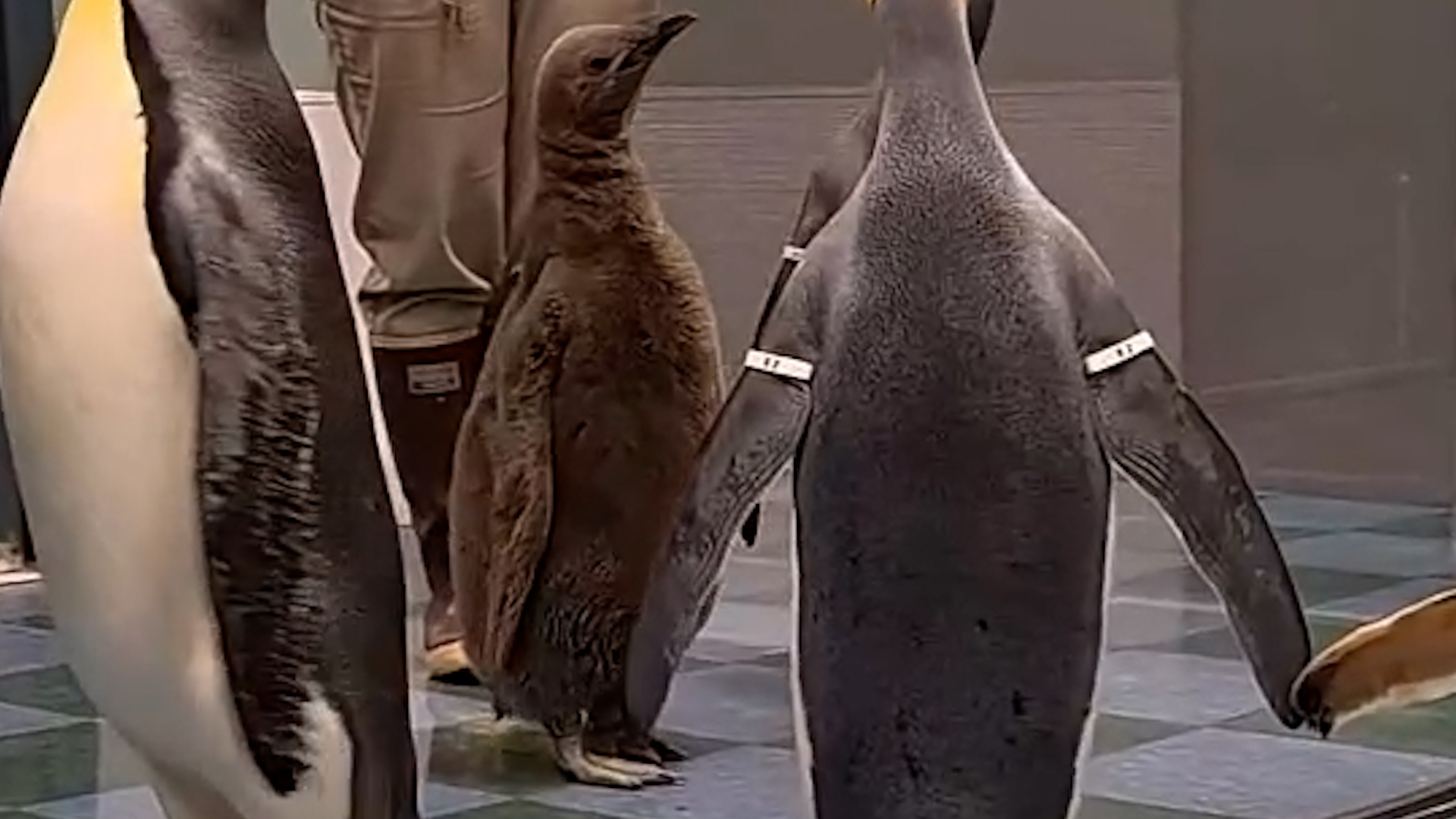 Meet Cleopatra, a chunky 14-pound baby king penguin
