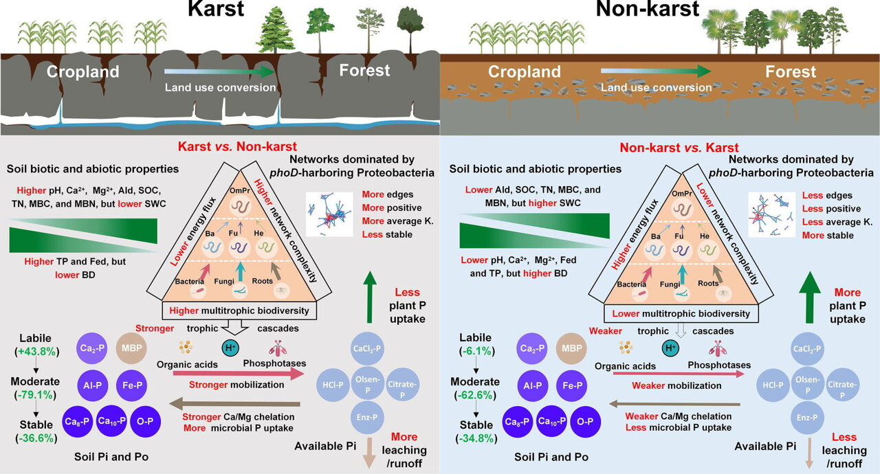 How multitrophic interactions alleviate phosphorus limitation in ...