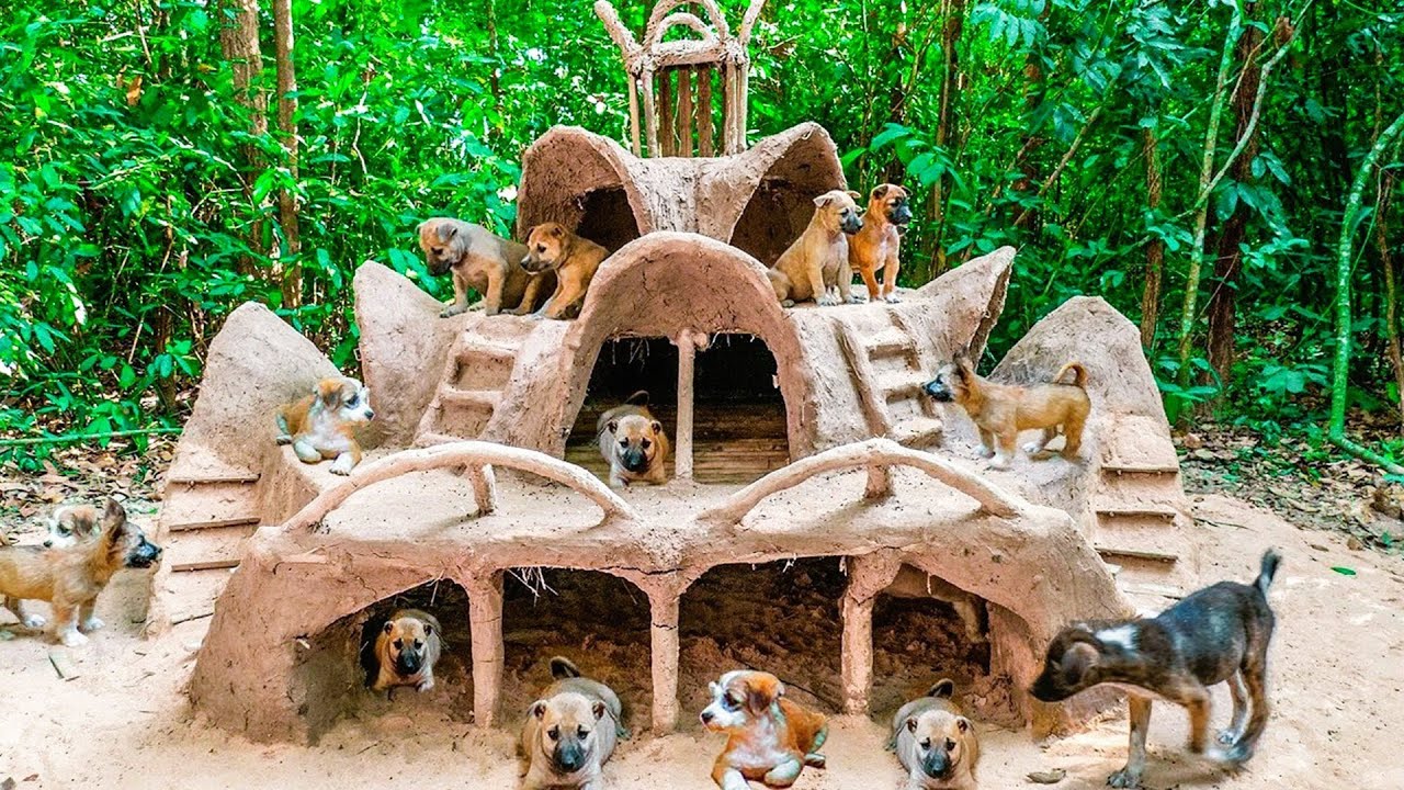 Building a multi-level bamboo dog house for rescued puppies ...