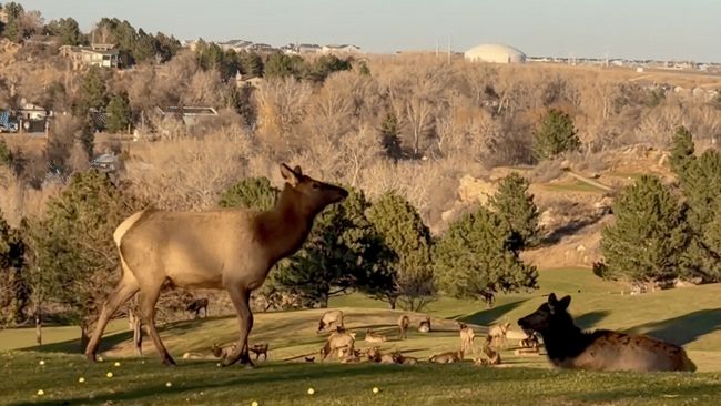 Large Herd of Elk Shut Down Golf Course