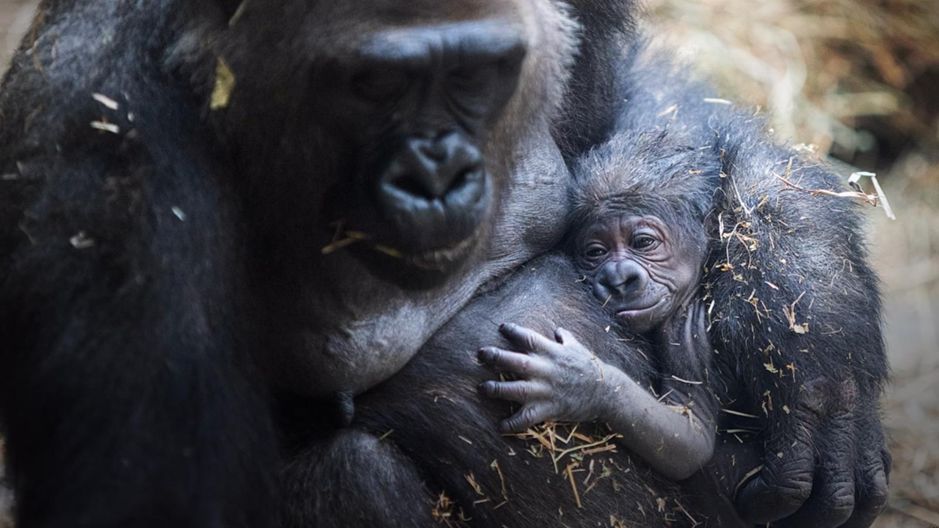 Tennessee zookeeper tells David Muir about newest baby gorilla's bond ...