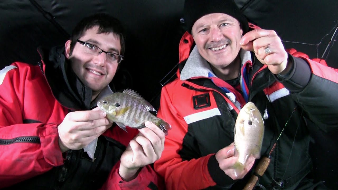 Bluegill through the thick winter ice using superworms, jigs, and ...