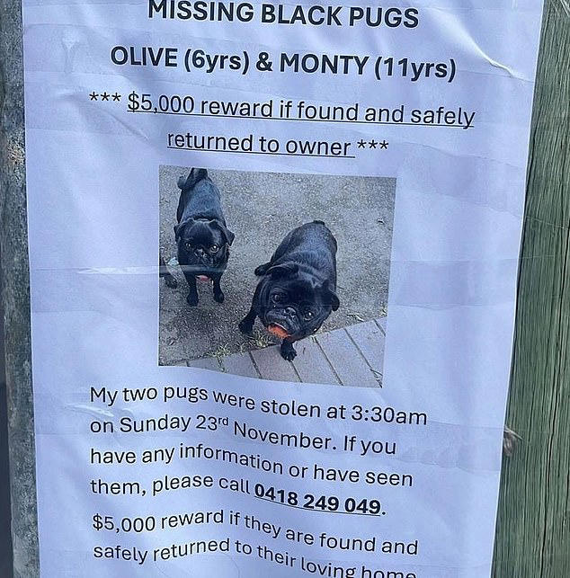 Urgent plea after dogs snatched from woman's garden as 'dog-napper ...