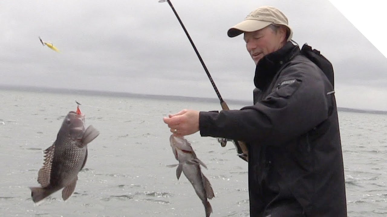 Sea bass slaughter with the stingnose using a simple technique - non ...