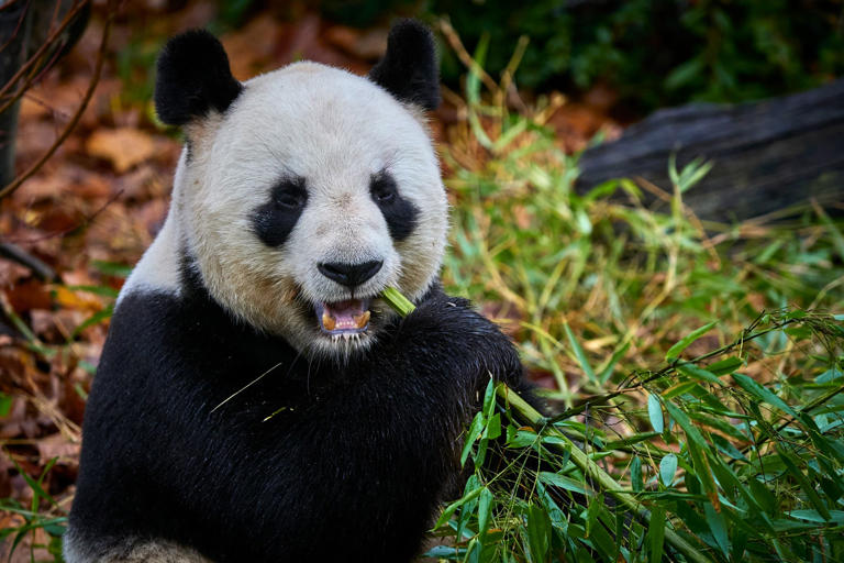 La Chine enverra de nouveaux pandas en France en 2027 « au plus tard