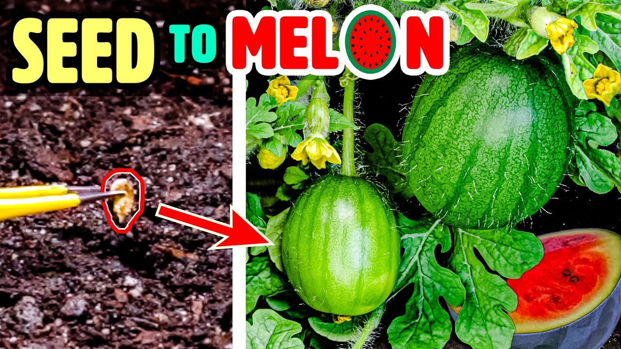 Growing watermelon plant time lapse - seed to fruit (110 days)