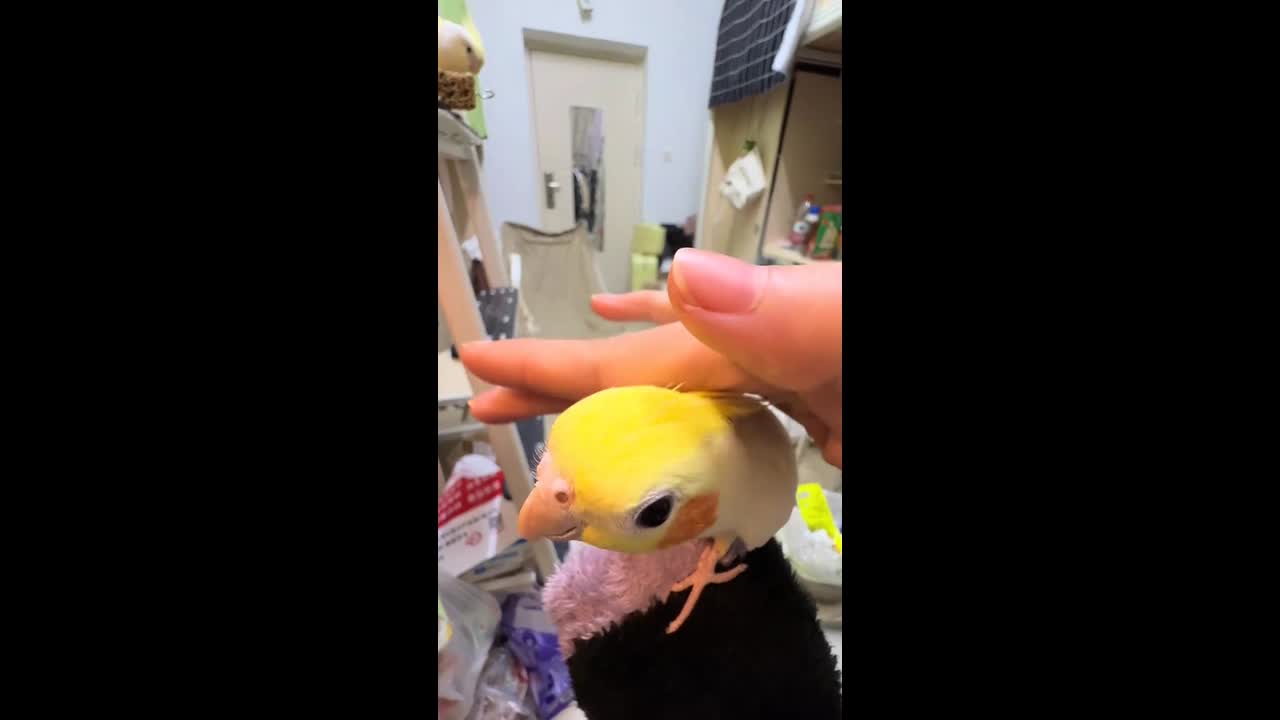 Parrot plays peek-a-boo with owner, mimicking sounds in Sichuan, China